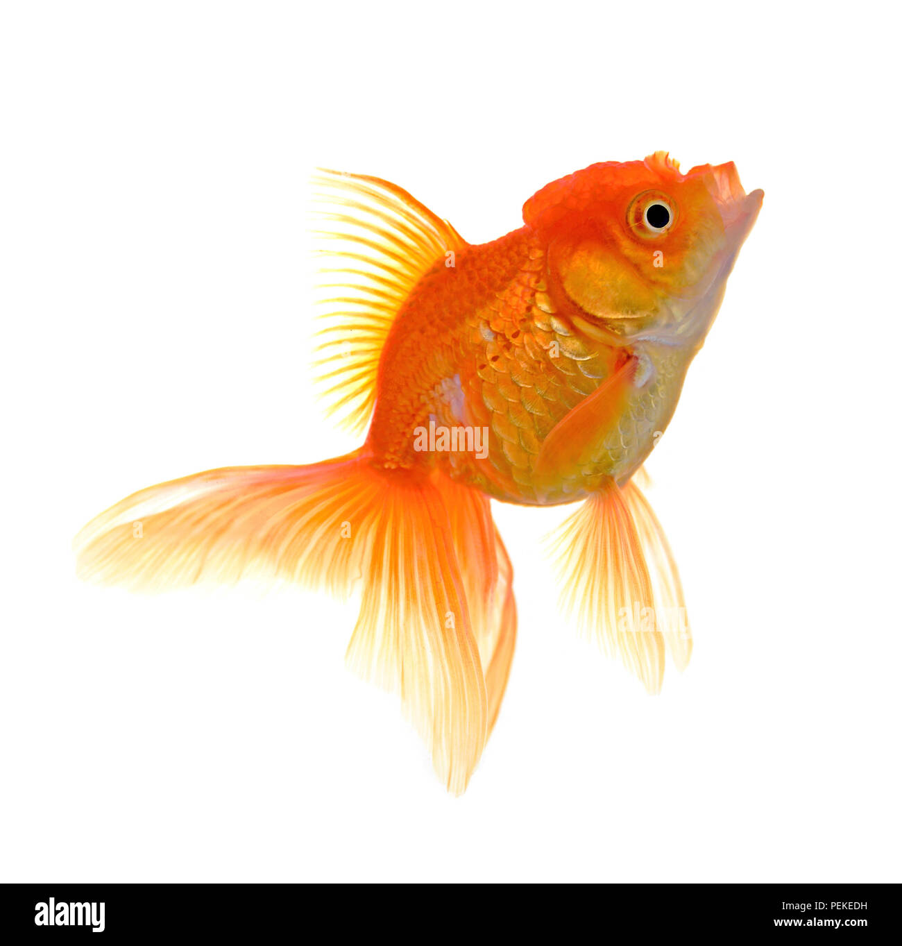 Goldfish White Background