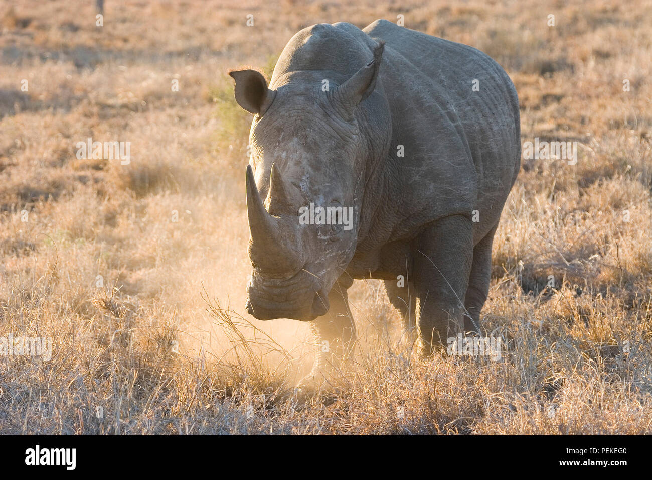 White rhino charging hi-res stock photography and images - Alamy