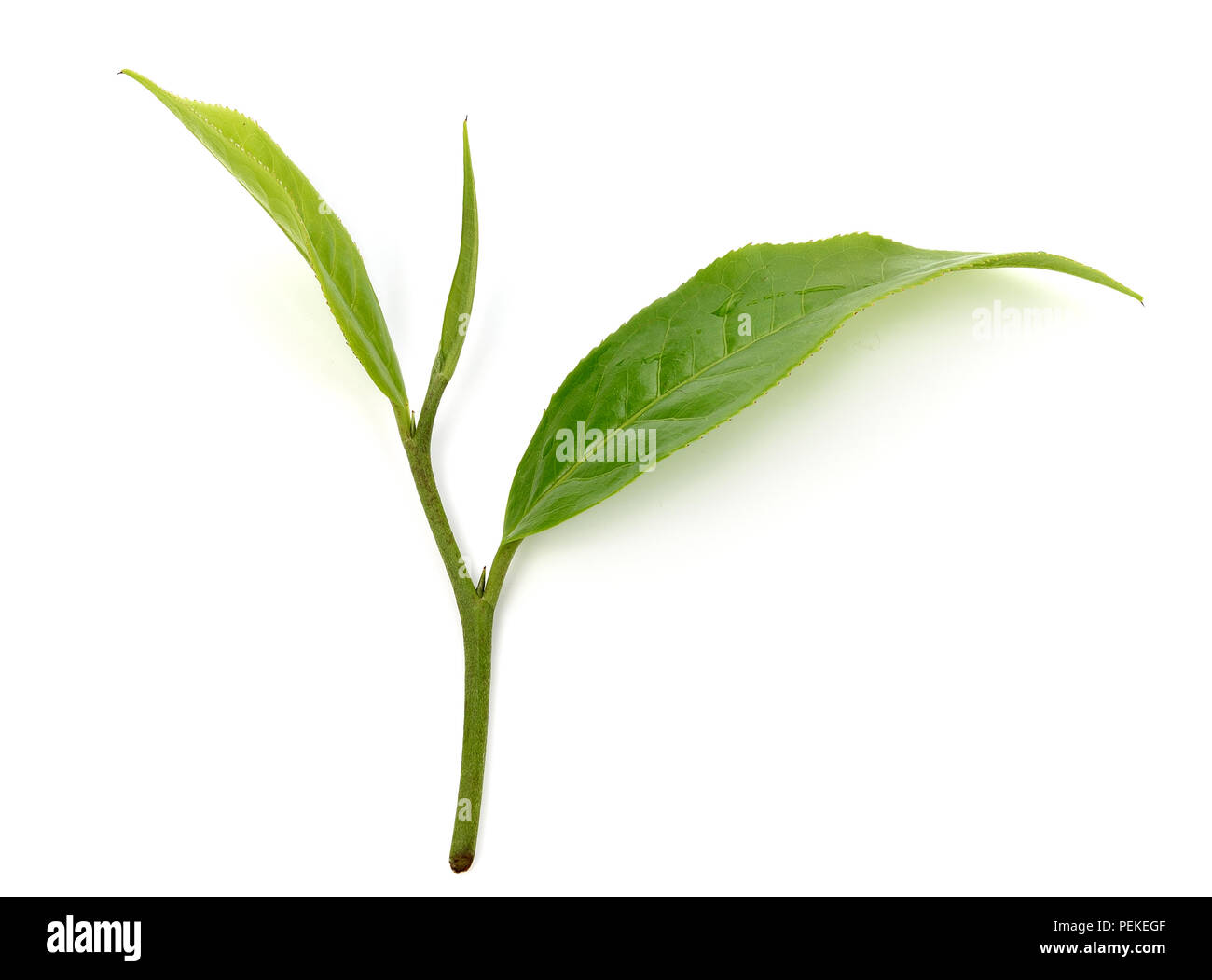 Green tea leaf isolated on white background Stock Photo - Alamy