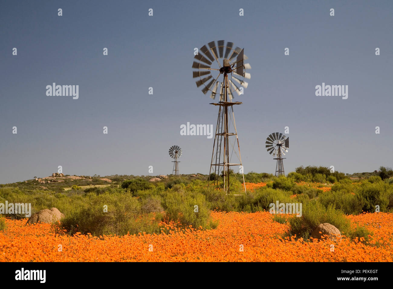 Windmills with Spring flowers Stock Photo - Alamy