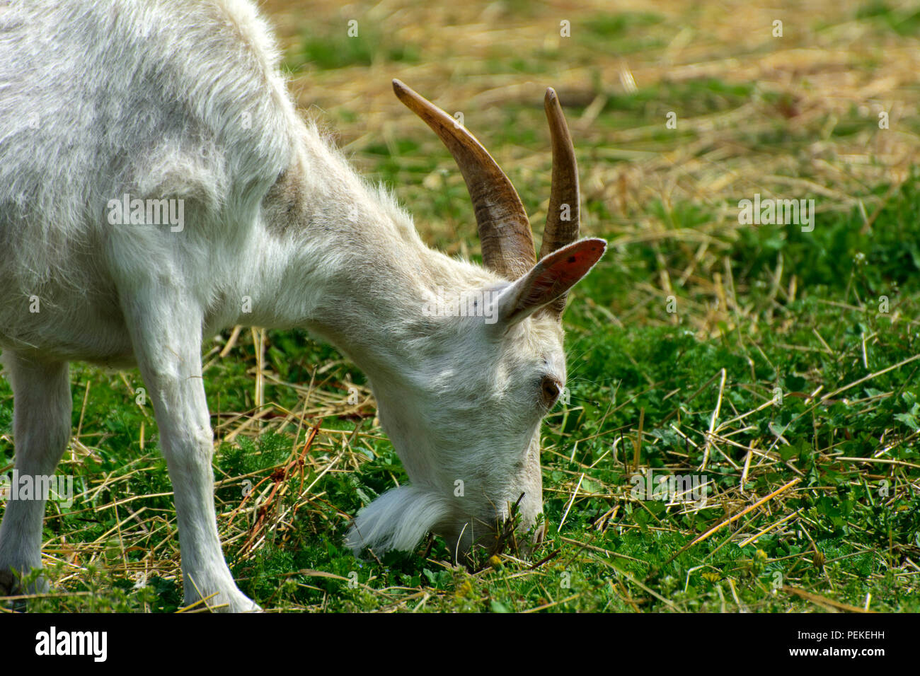 White goat with long horns and a white gray beard close-up grazes against a background of green ...