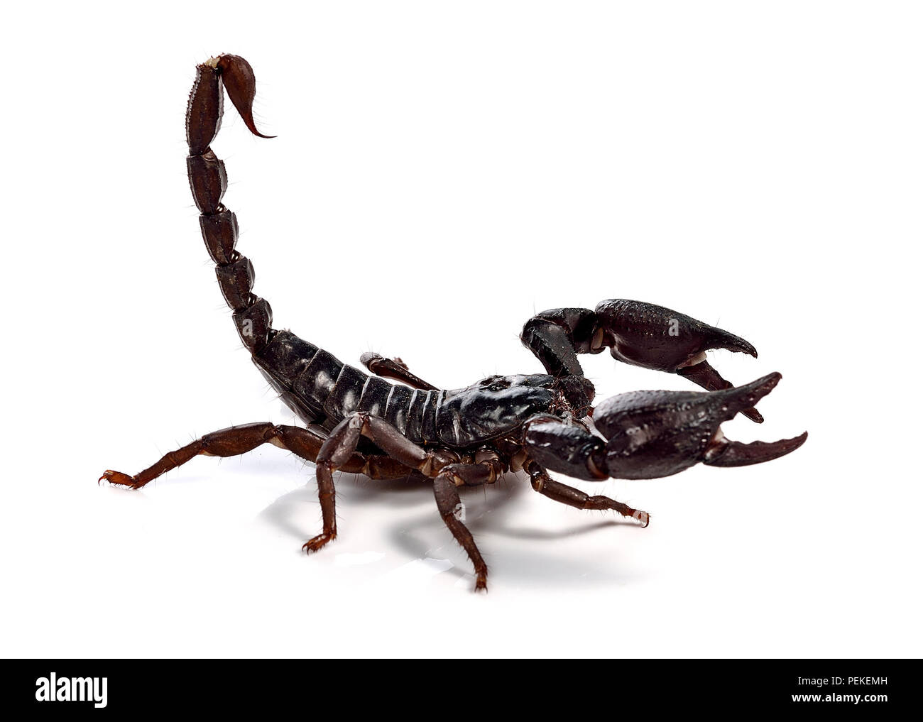Scorpion of a white background Stock Photo - Alamy