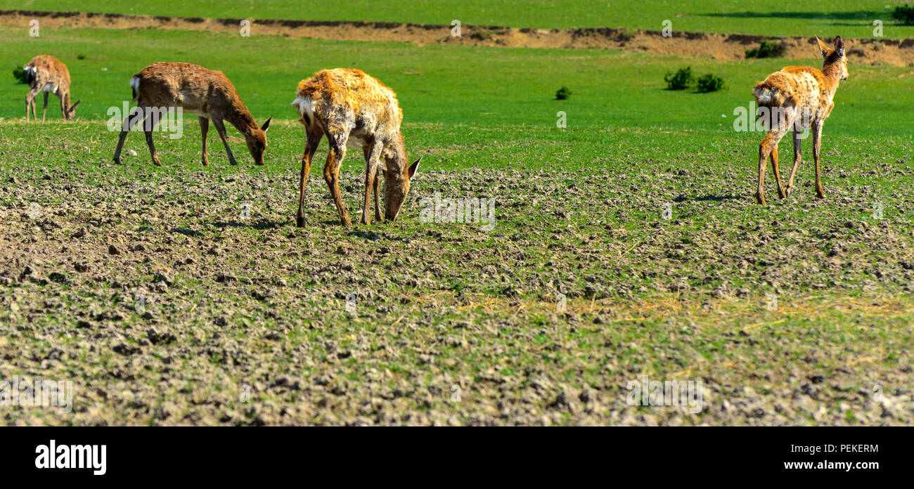 A unique period of molting deer. The deer loses its hair. It starts ...