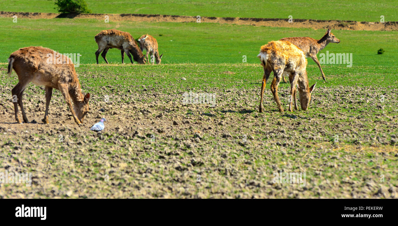 A unique period of molting deer. The deer loses its hair. It starts ...