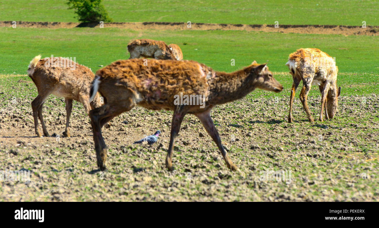 A unique period of molting deer. The deer loses its hair. It starts ...