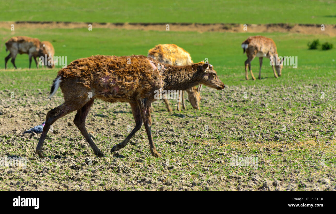 A unique period of molting deer. The deer loses its hair. It starts ...