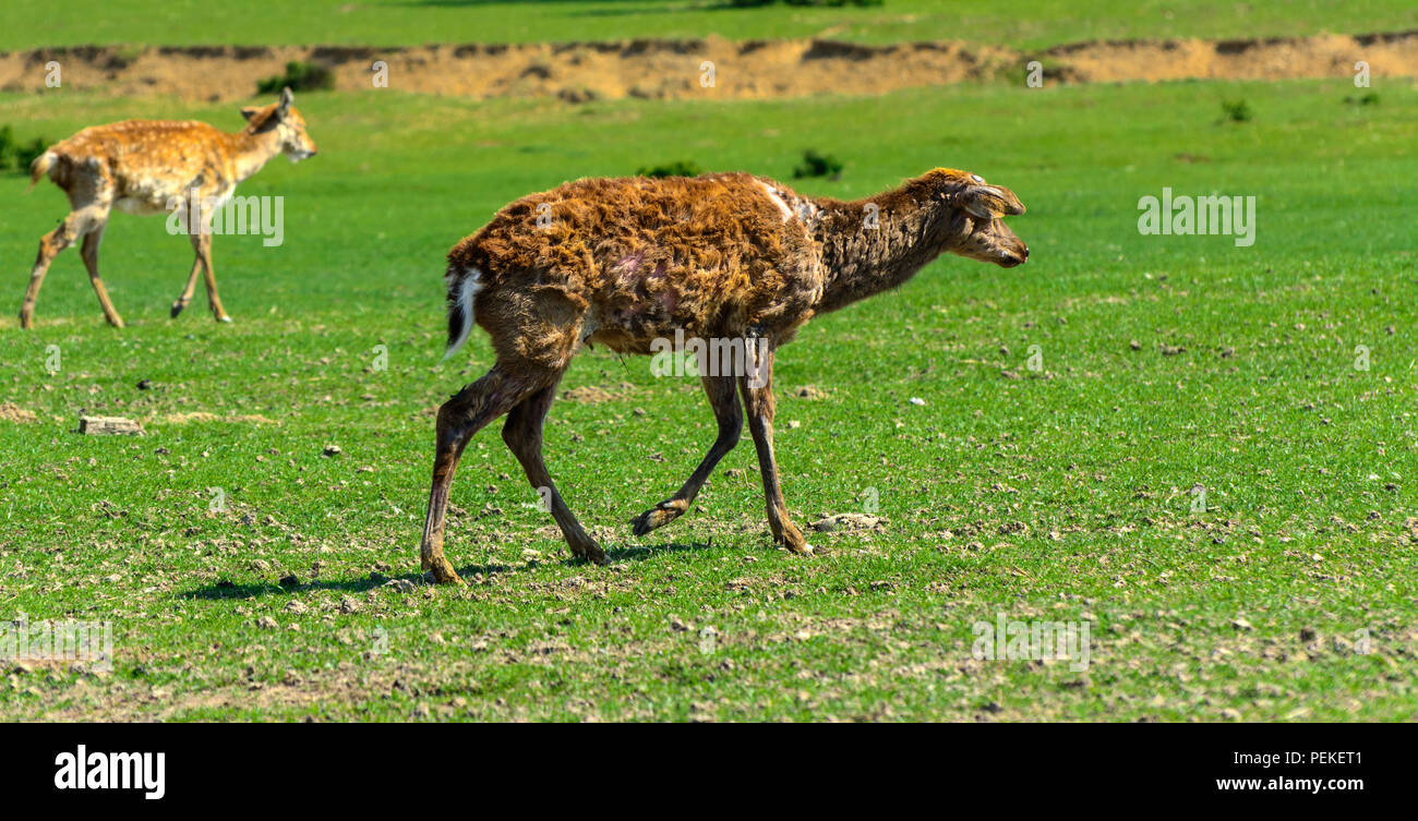 A unique period of molting deer. The deer loses its hair. It starts ...