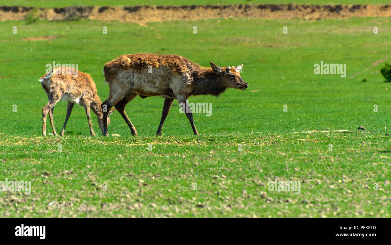 A unique period of molting deer. The deer loses its hair. It starts ...