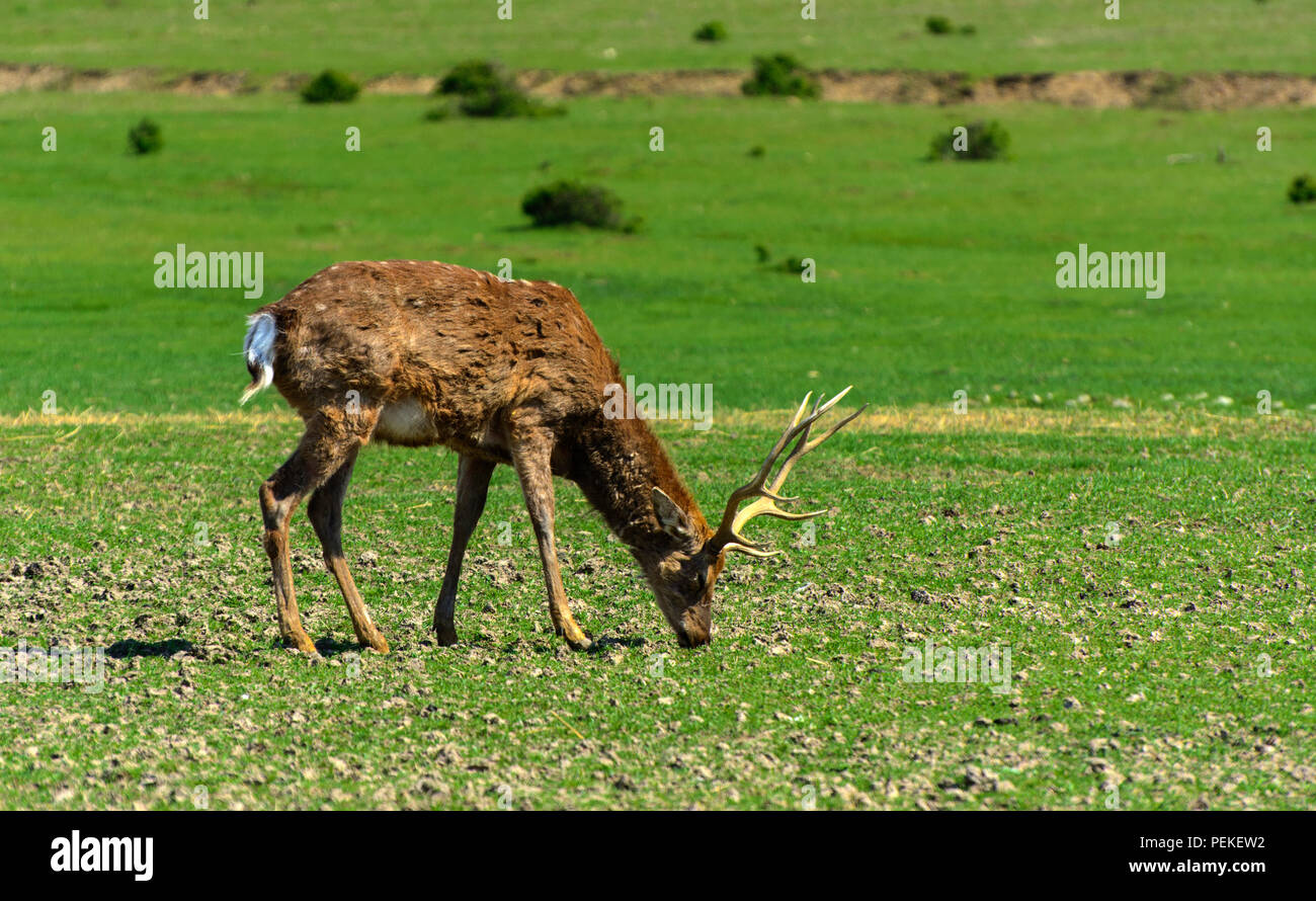 A unique period of molting deer. The deer loses its hair. It starts ...