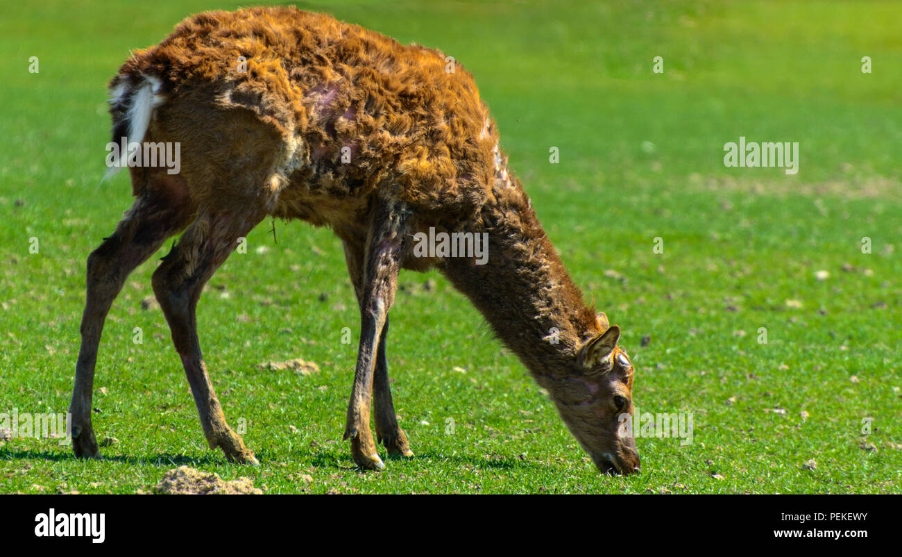 A unique period of molting deer. The deer loses its hair. It starts ...