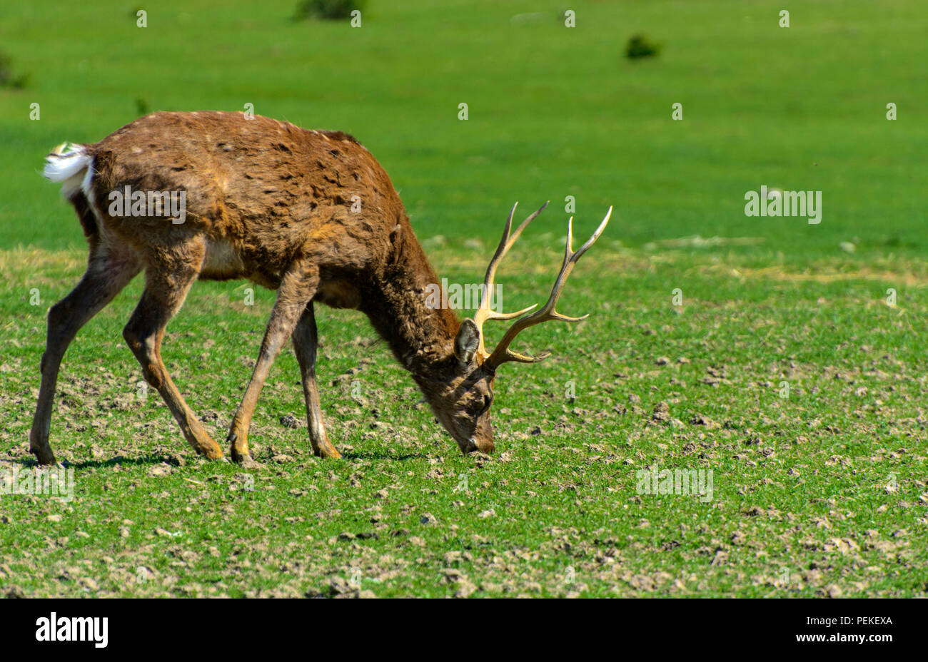 A unique period of molting deer. The deer loses its hair. It starts ...