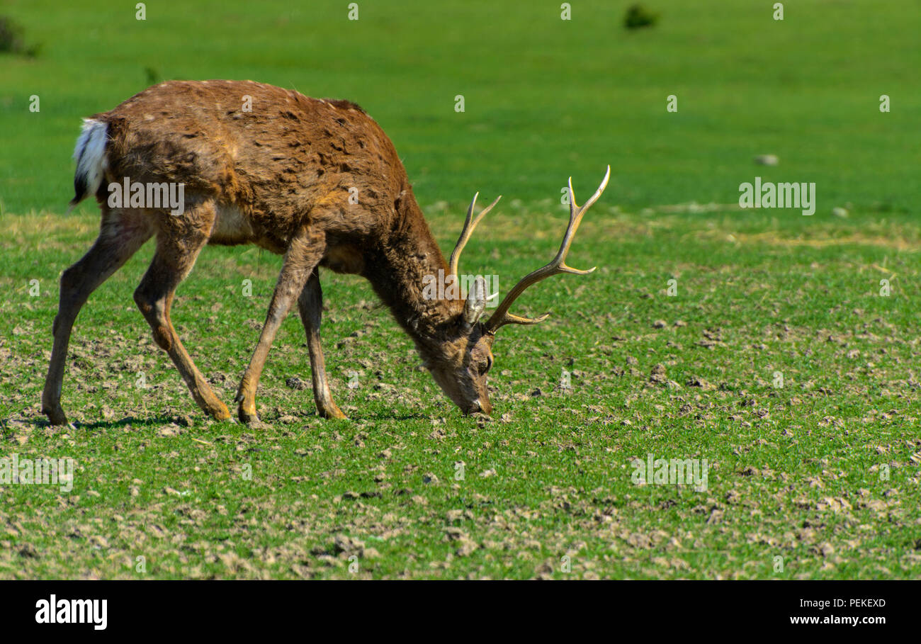 A unique period of molting deer. The deer loses its hair. It starts ...