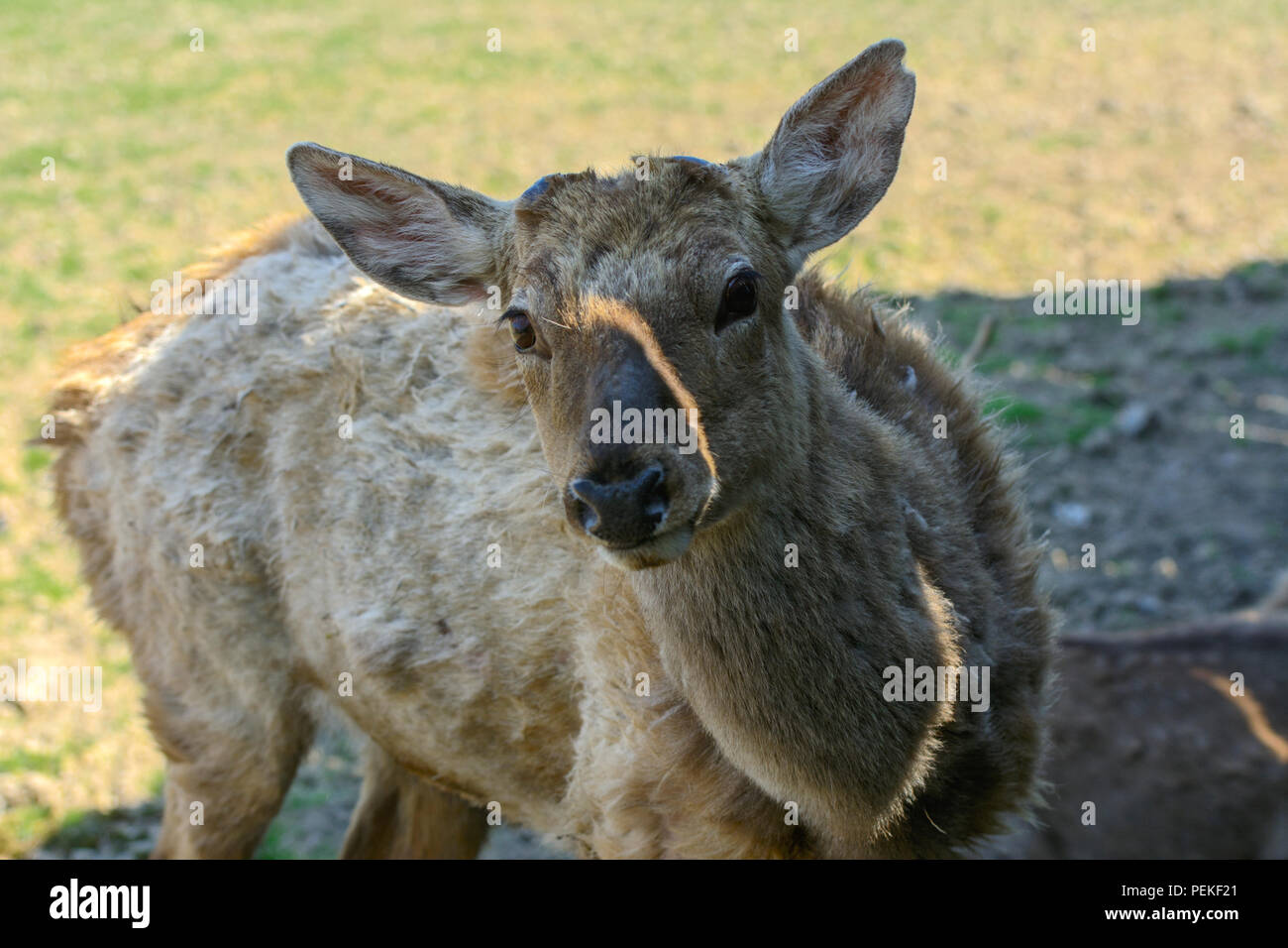 A unique period of molting deer. The deer loses its hair. It starts ...