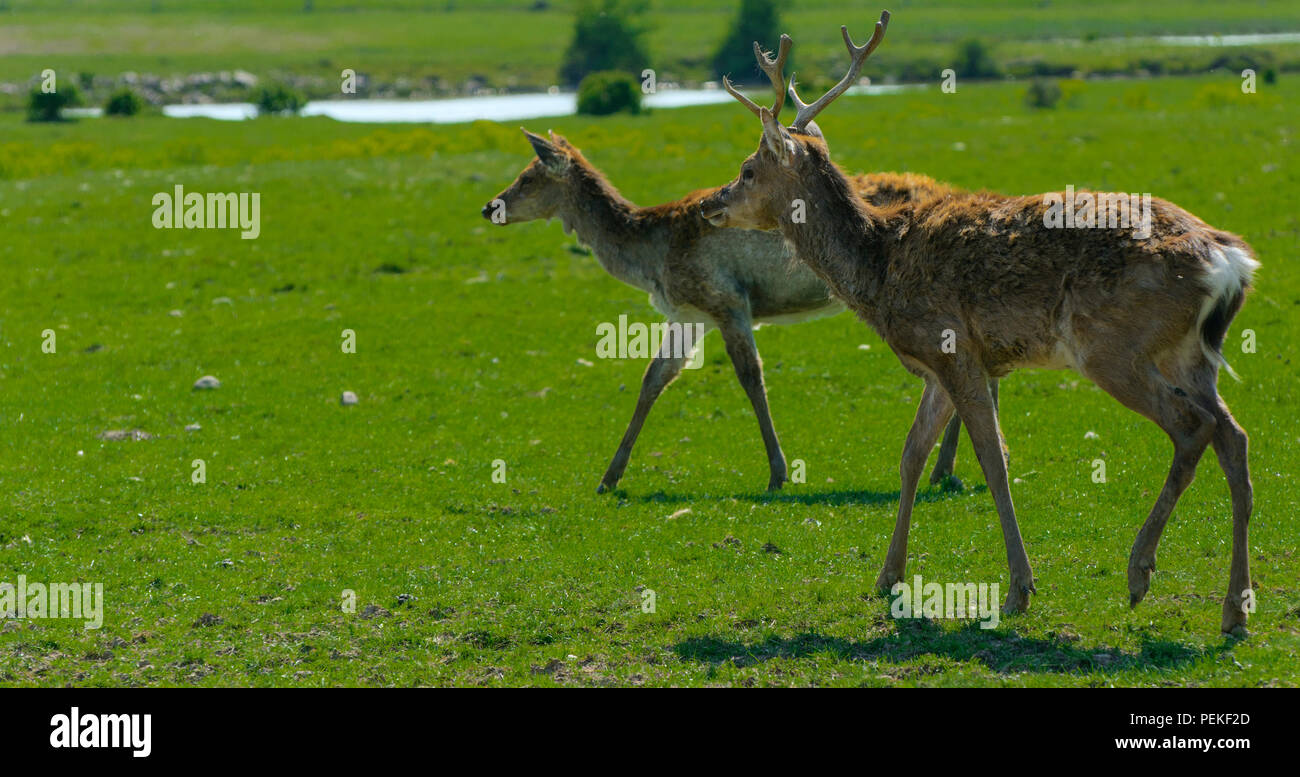 A unique period of molting deer. The deer loses its hair. It starts ...