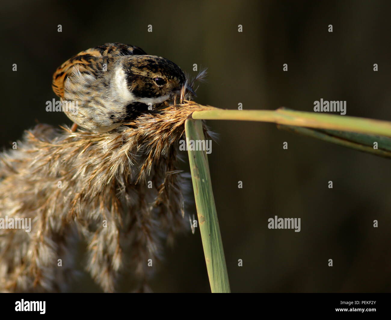 Reed bunting eating hi-res stock photography and images - Alamy