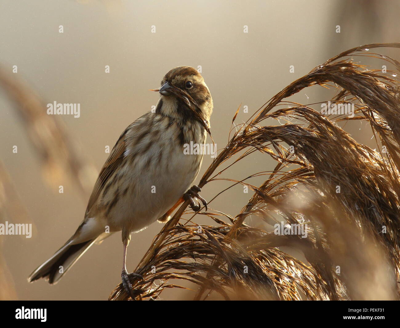 Female reed bunting perched hi-res stock photography and images - Alamy