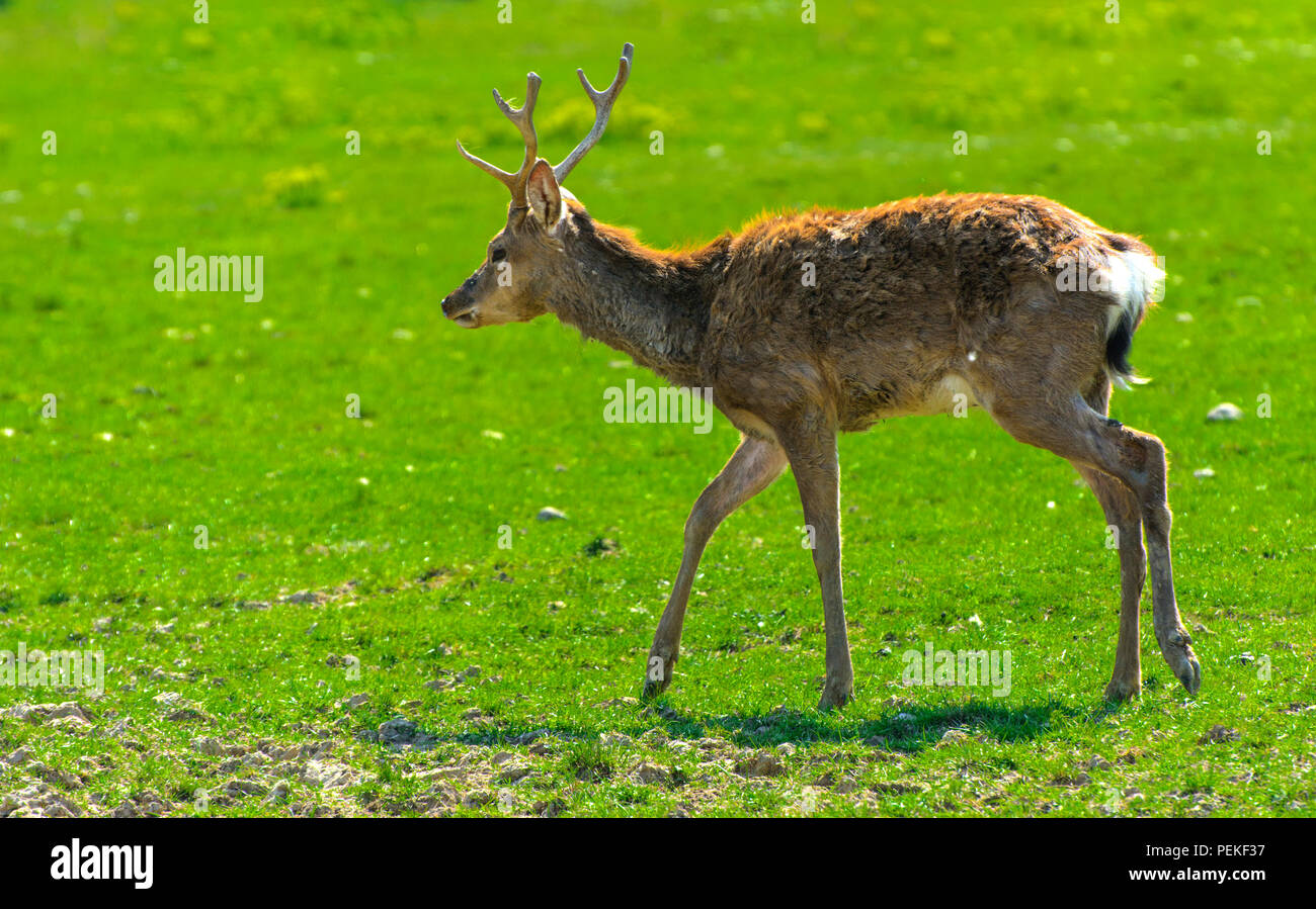 A unique period of molting deer. The deer loses its hair. It starts ...