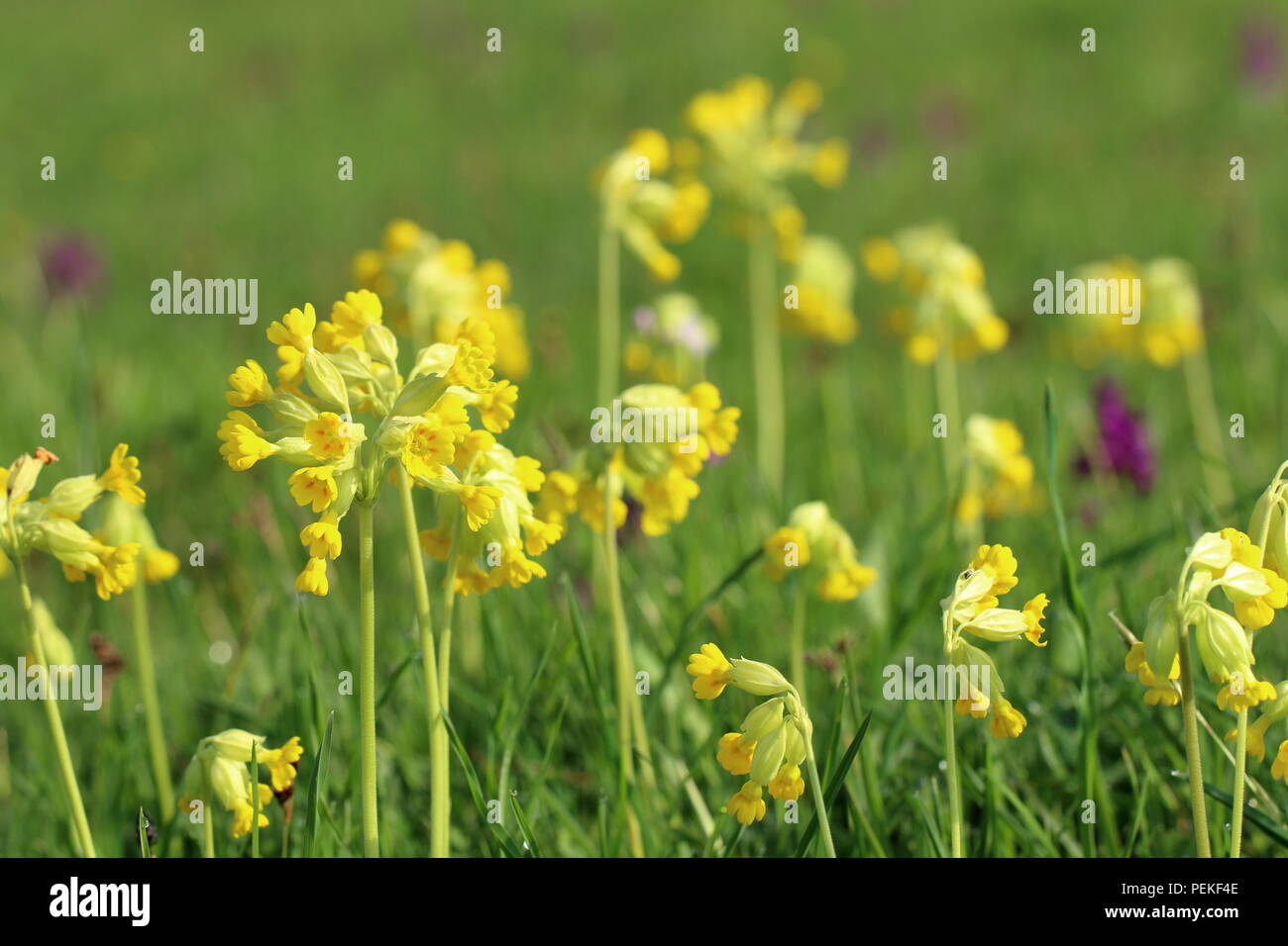Cowslips in grass hi-res stock photography and images - Alamy