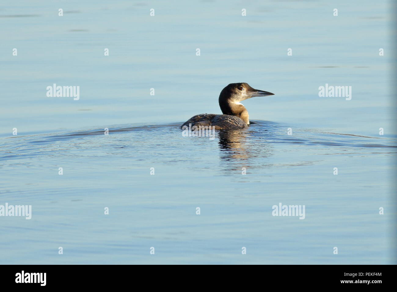 Juvenile great northern diver hi-res stock photography and images - Alamy