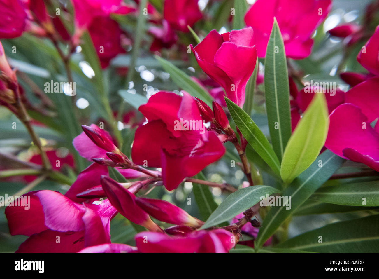 Blooming red Nerium Oleander flower and buds in a green garden ...