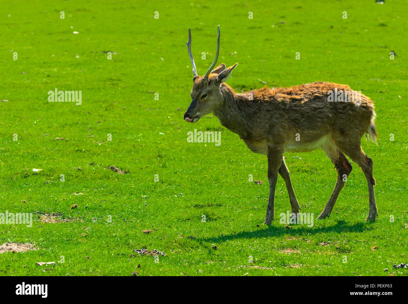 A unique period of molting deer. The deer loses its hair. It starts ...