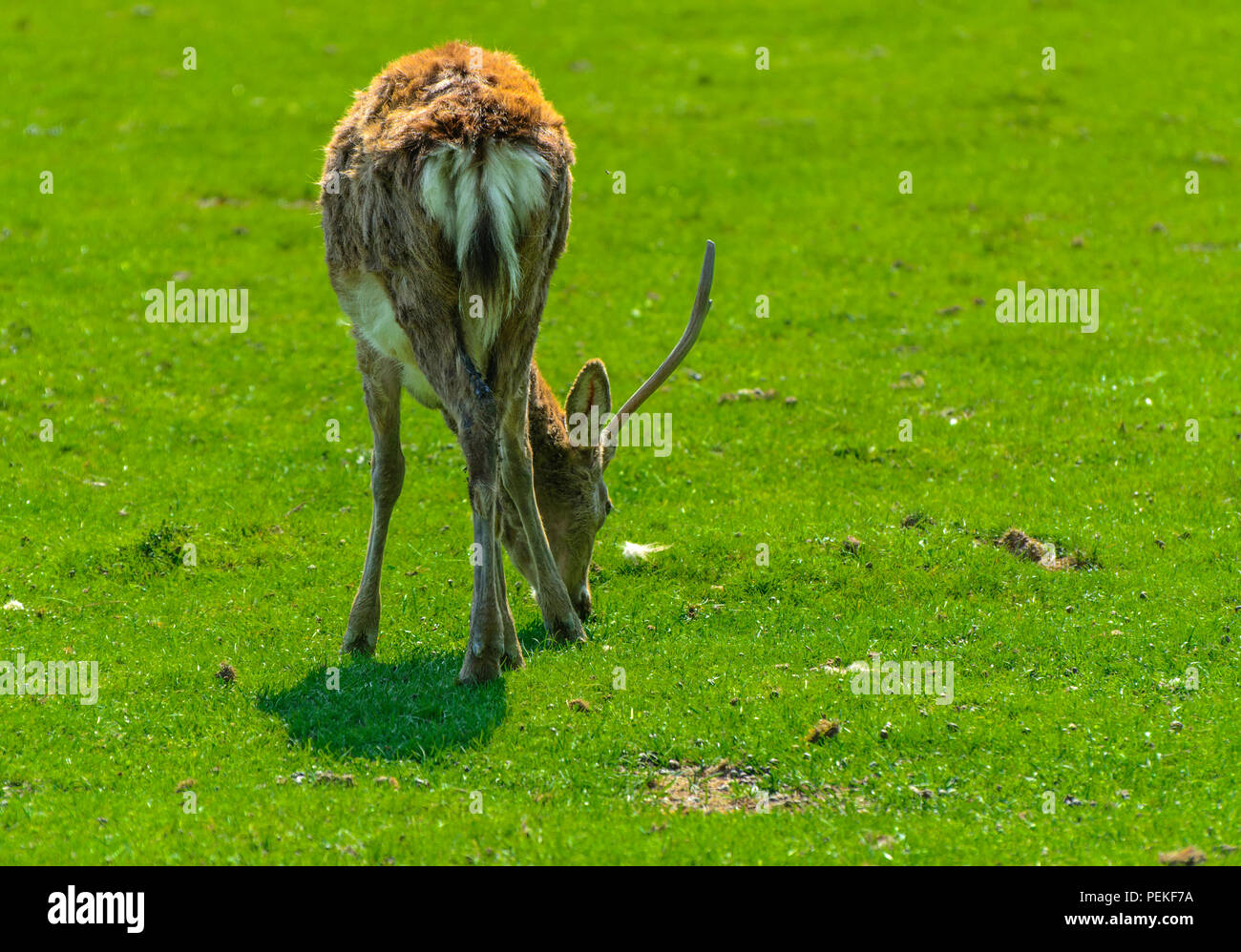 A unique period of molting deer. The deer loses its hair. It starts ...