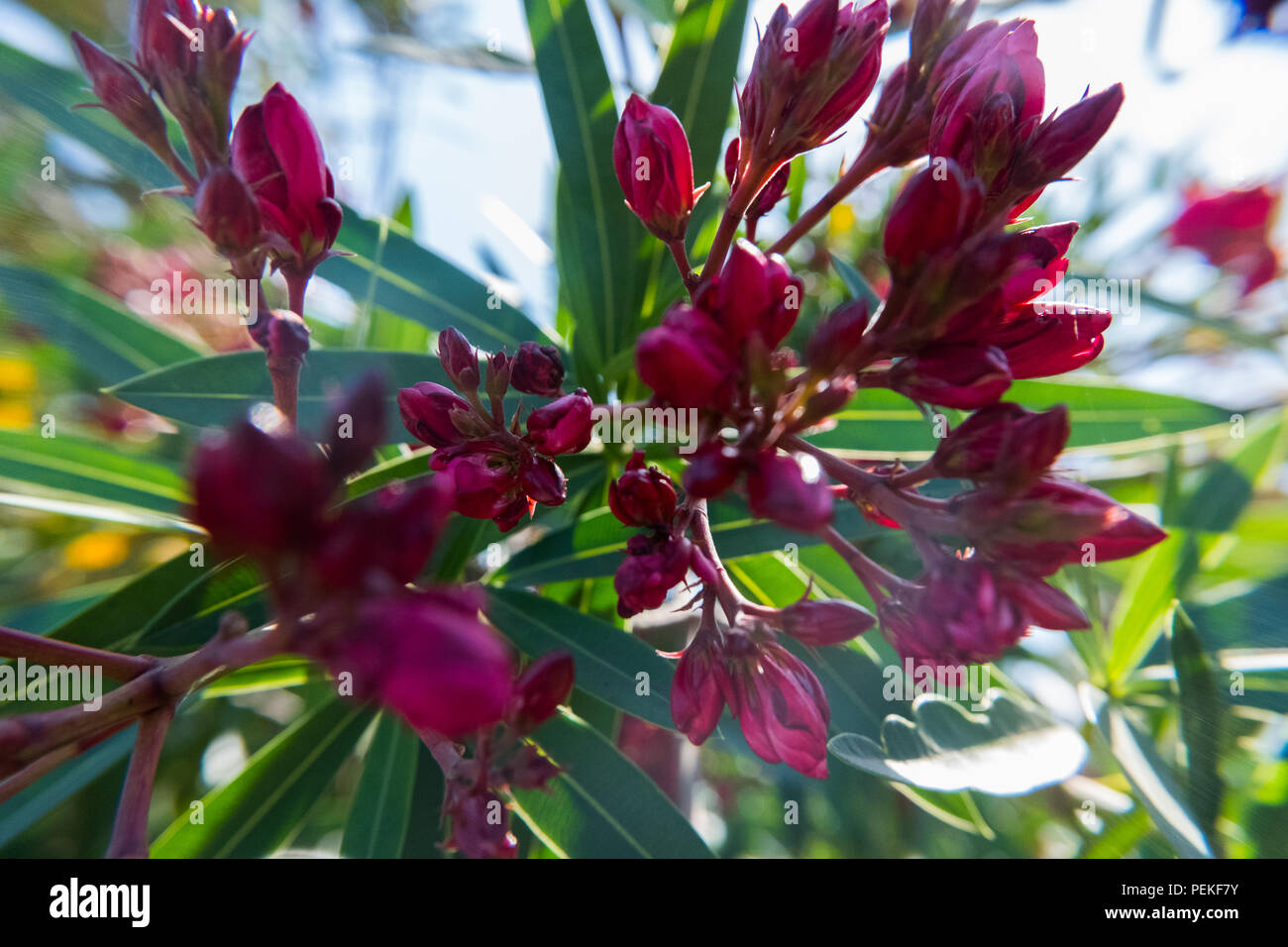 Blooming red Nerium Oleander flower and buds in a green garden ...