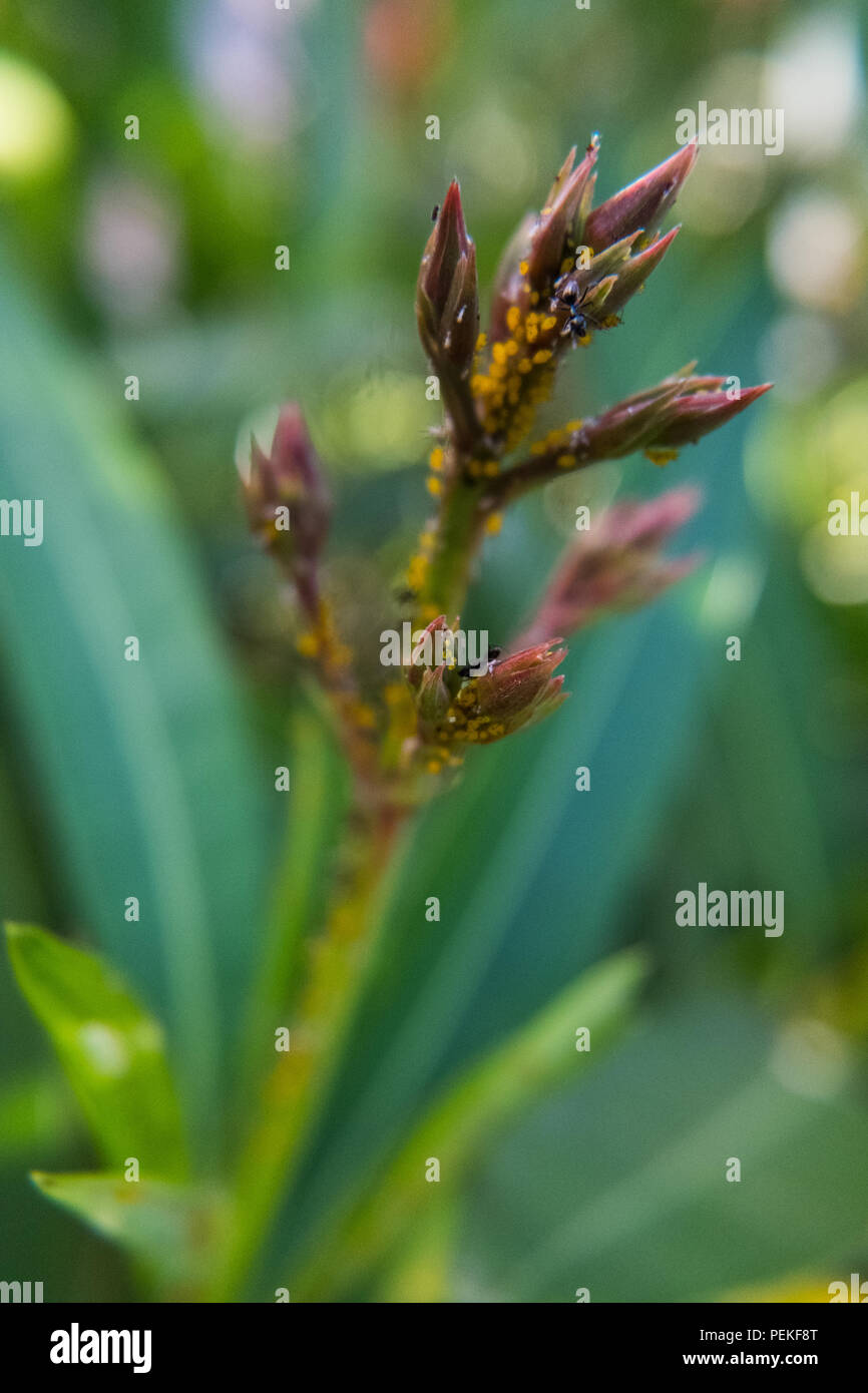 Oleander nerium flower known hi-res stock photography and images - Alamy