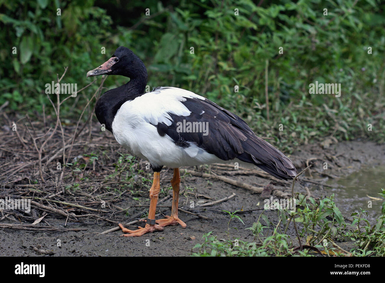 An adult Magpie Goose (Anseranus semipalmata) standing beside a small ...