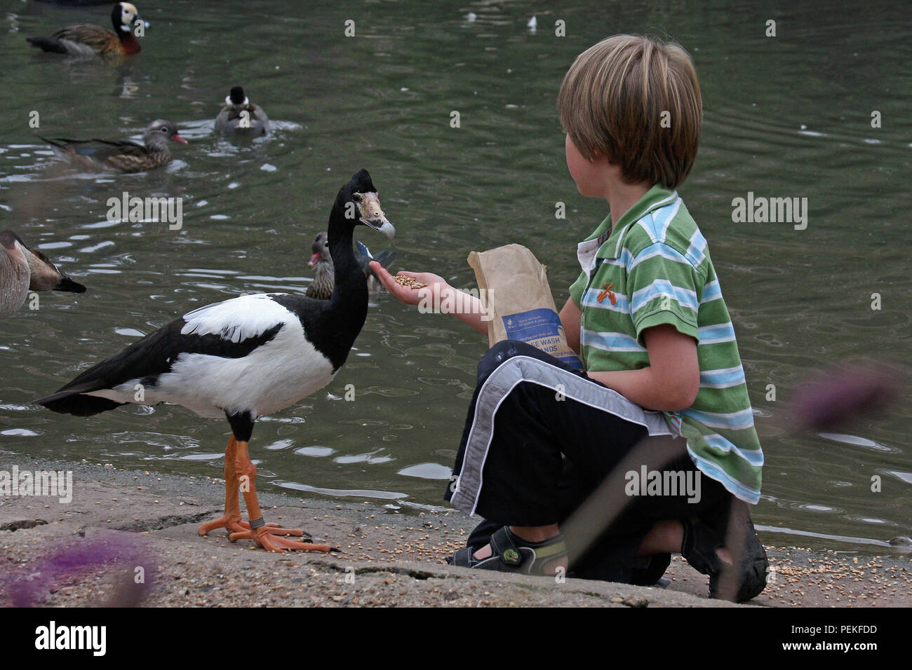 An adult Magpie Goose (Anseranus semipalmata) eating grain from the ...