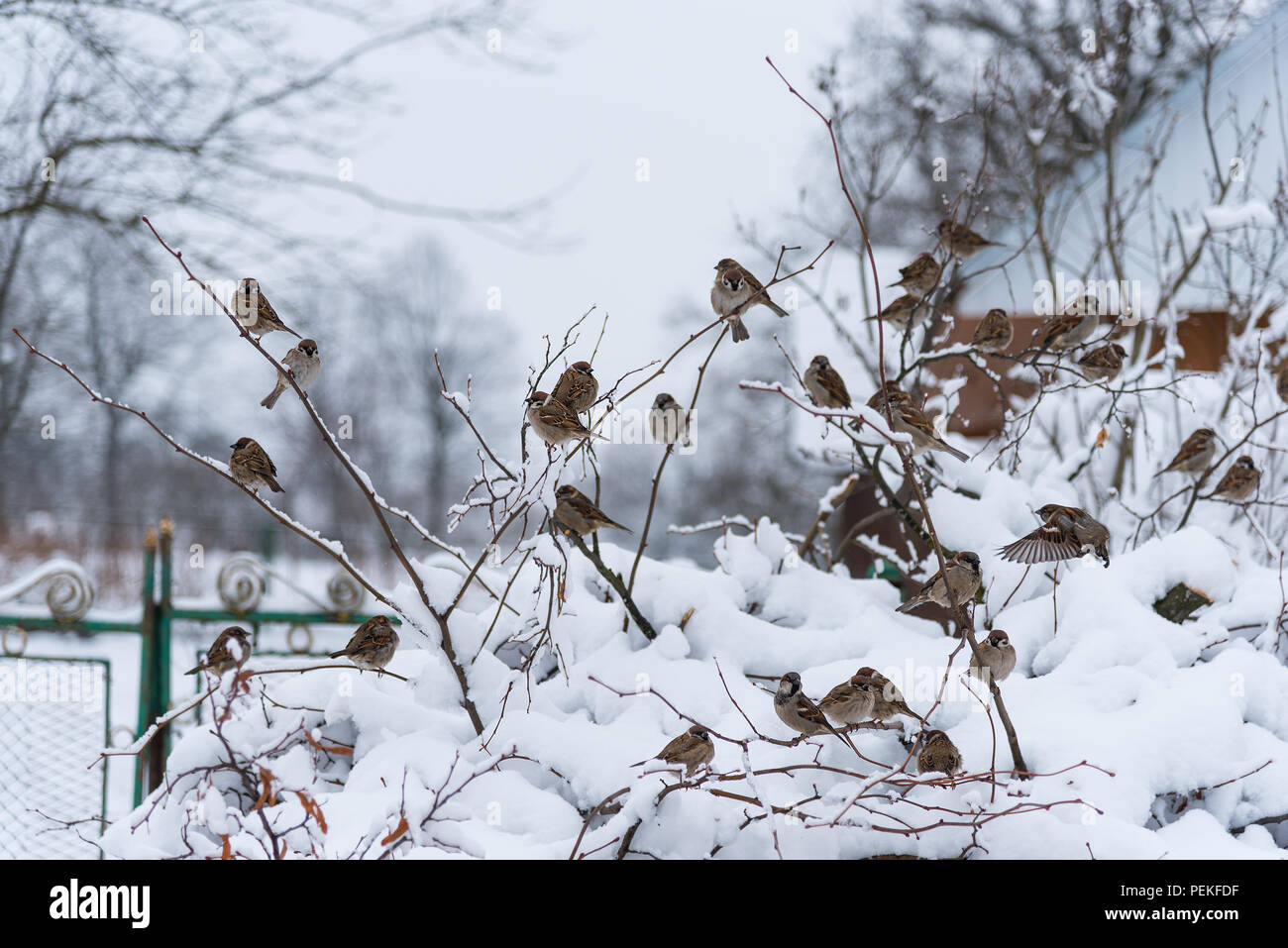 Group of sparrows hi-res stock photography and images - Alamy