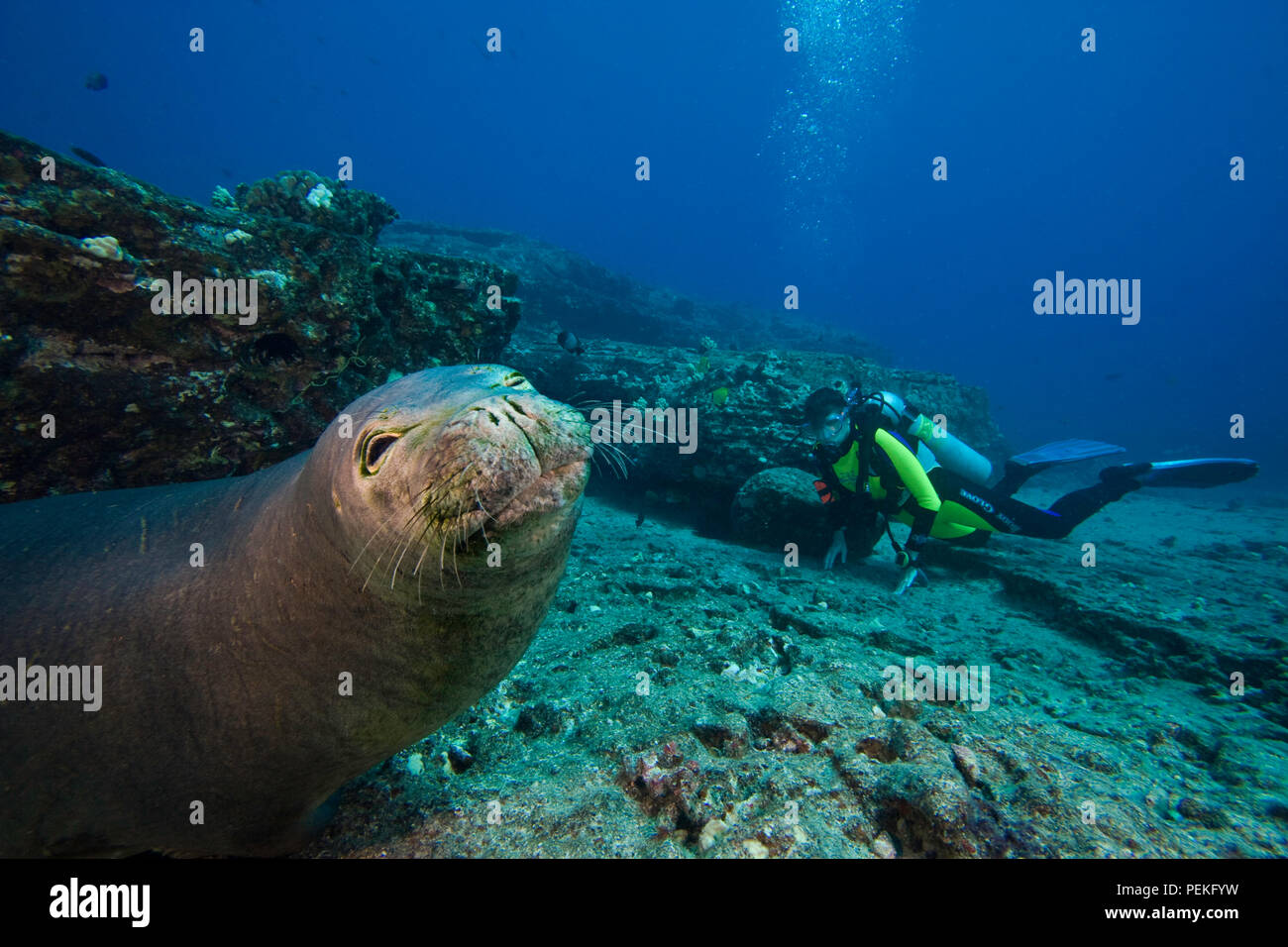 Monk seal underwater hi-res stock photography and images - Alamy