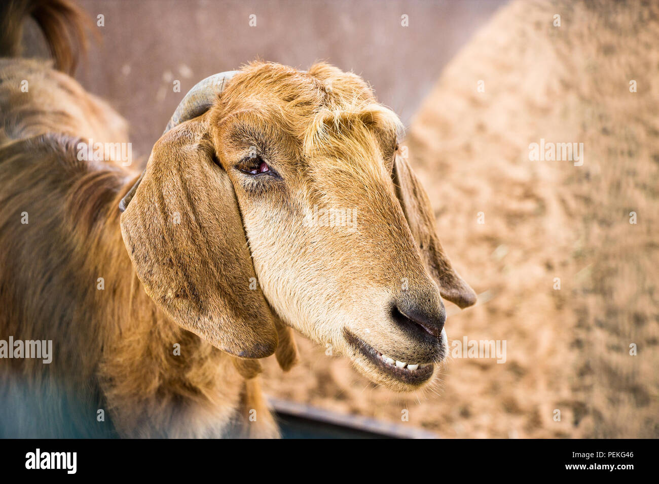 Funny goat hi-res stock photography and images - Alamy