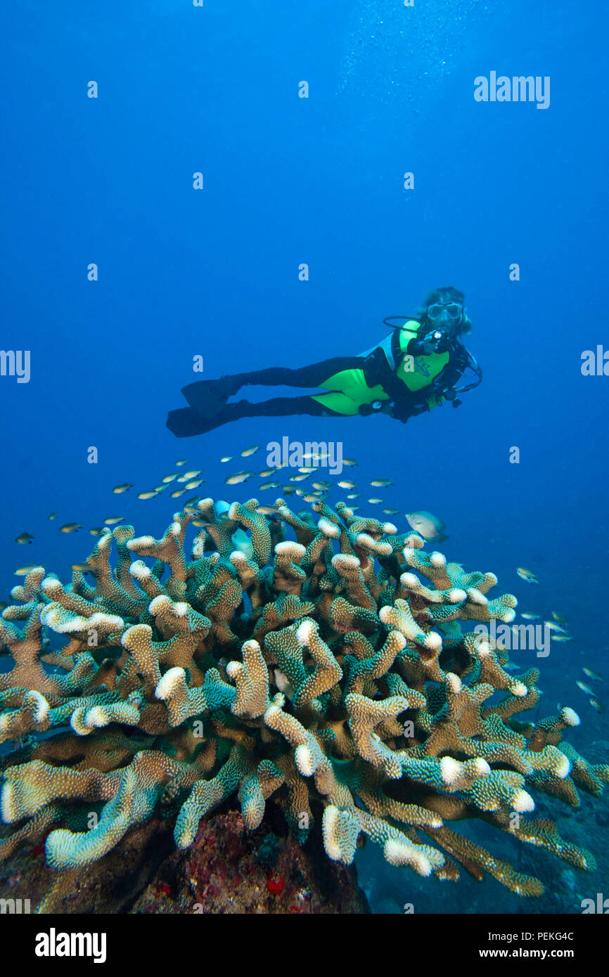 Diver (MR), juvinile damsels and antler coral outside Sheraton Cavern ...
