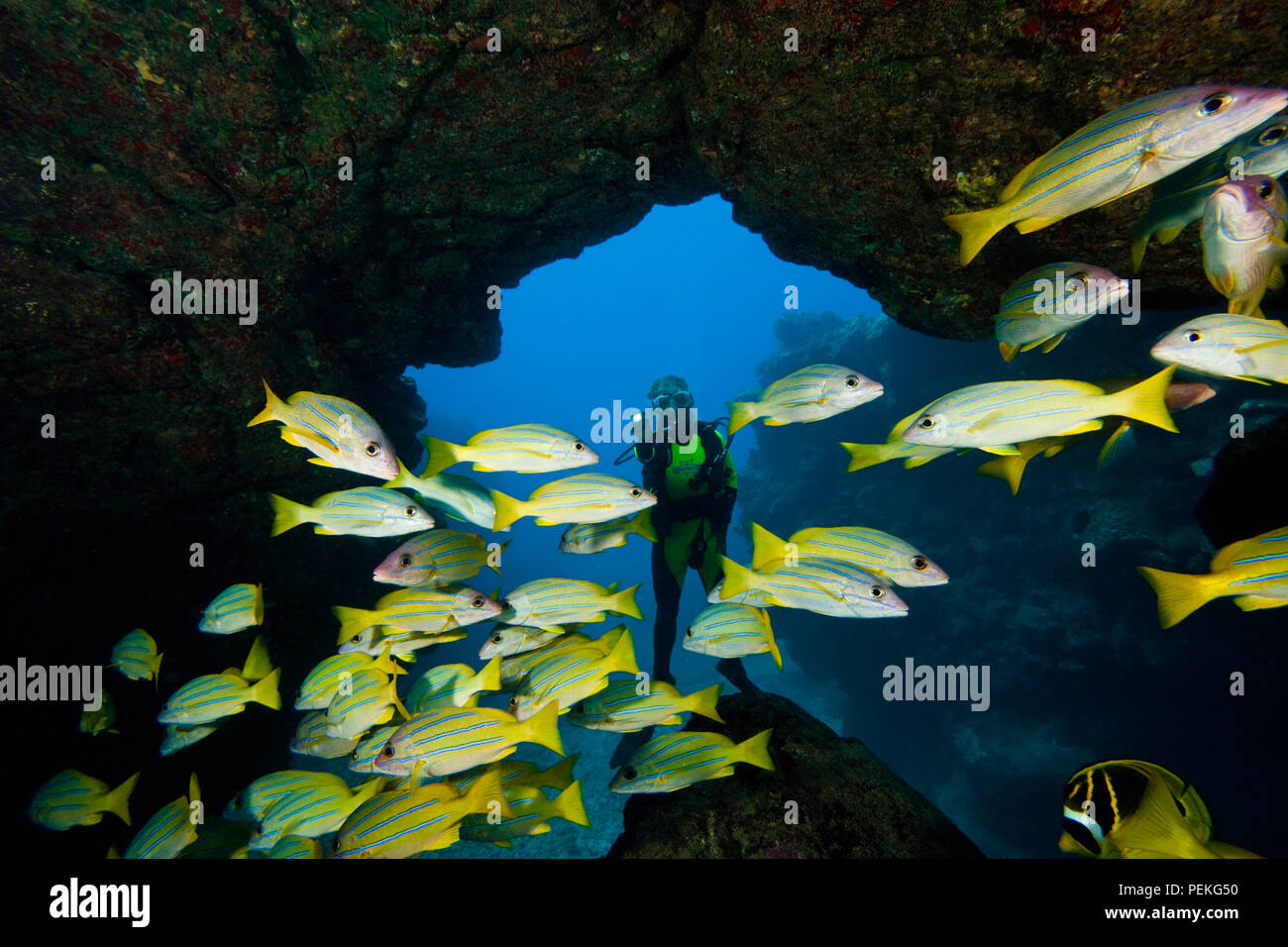 Diver and blue striped snapper, Lutjanus kasmira, at Sheraton Caverns ...