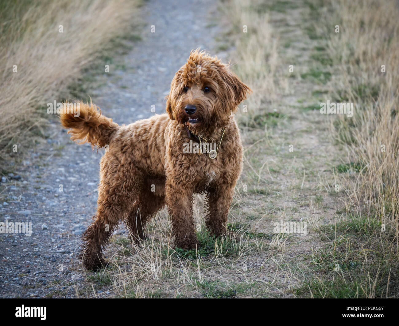 Cockerpoo Standing High Resolution Stock Photography and Images - Alamy