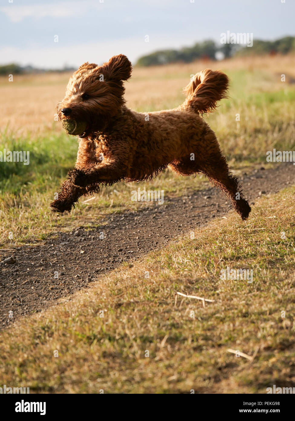 Cockapoo Cockerpoo Dogs Pets High Resolution Stock Photography and ...