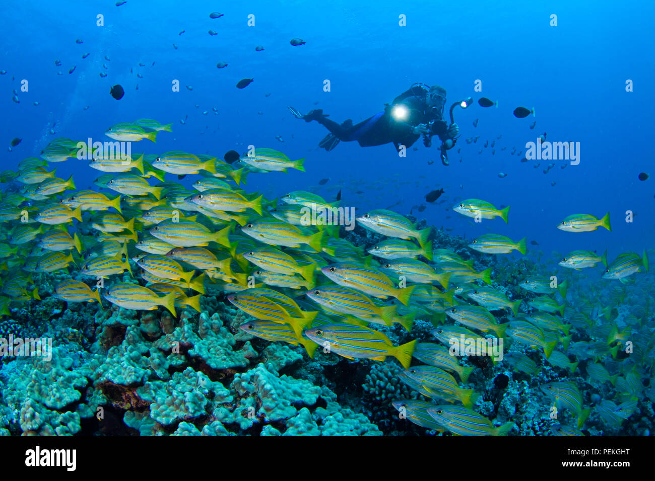 Underwater video camera hi-res stock photography and images - Alamy