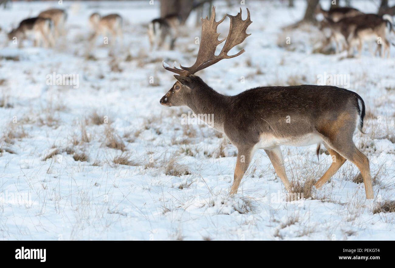 Stag in the snow hi-res stock photography and images - Alamy