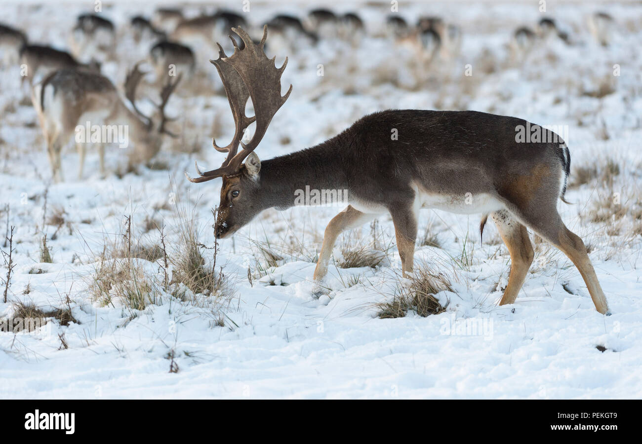 Fallow Deer Stag in the snow Richmnnd Park United Kingdom Stock Photo ...