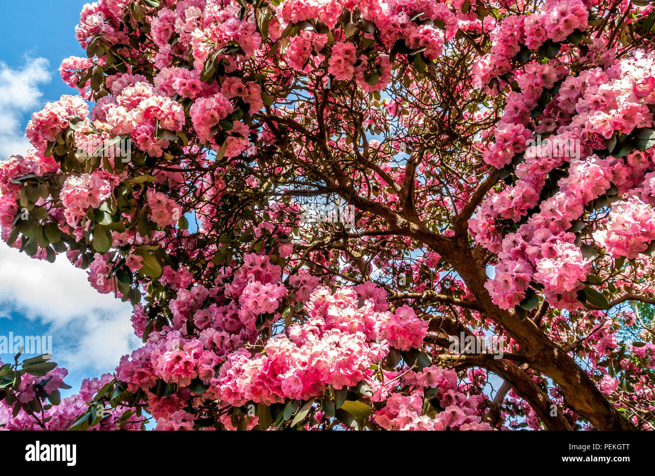 Trees in springtime bloom in Langley Park, a historic parkland in ...