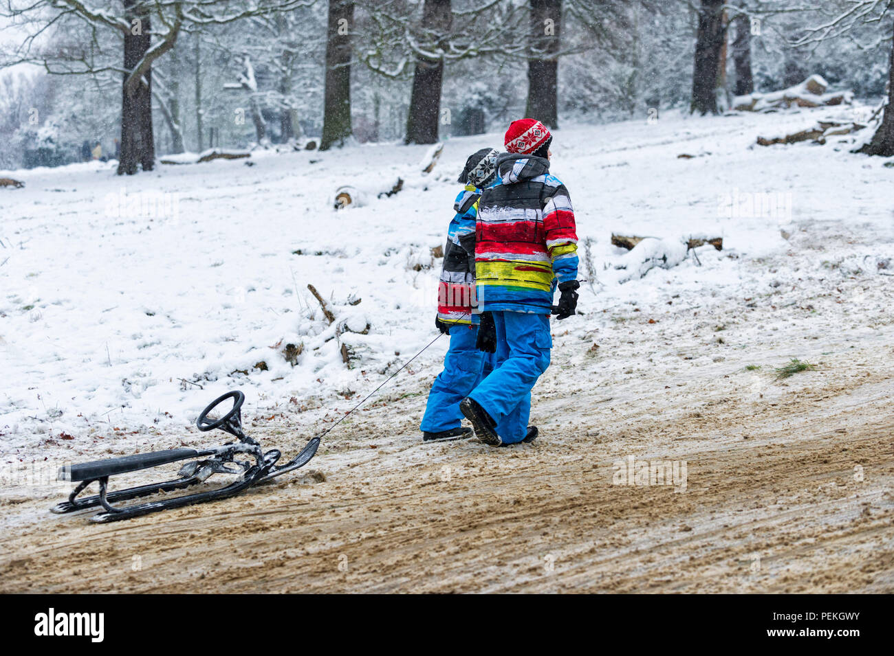 Two people pulling a sleigh toboggan Richmond United Kingdom Stock ...