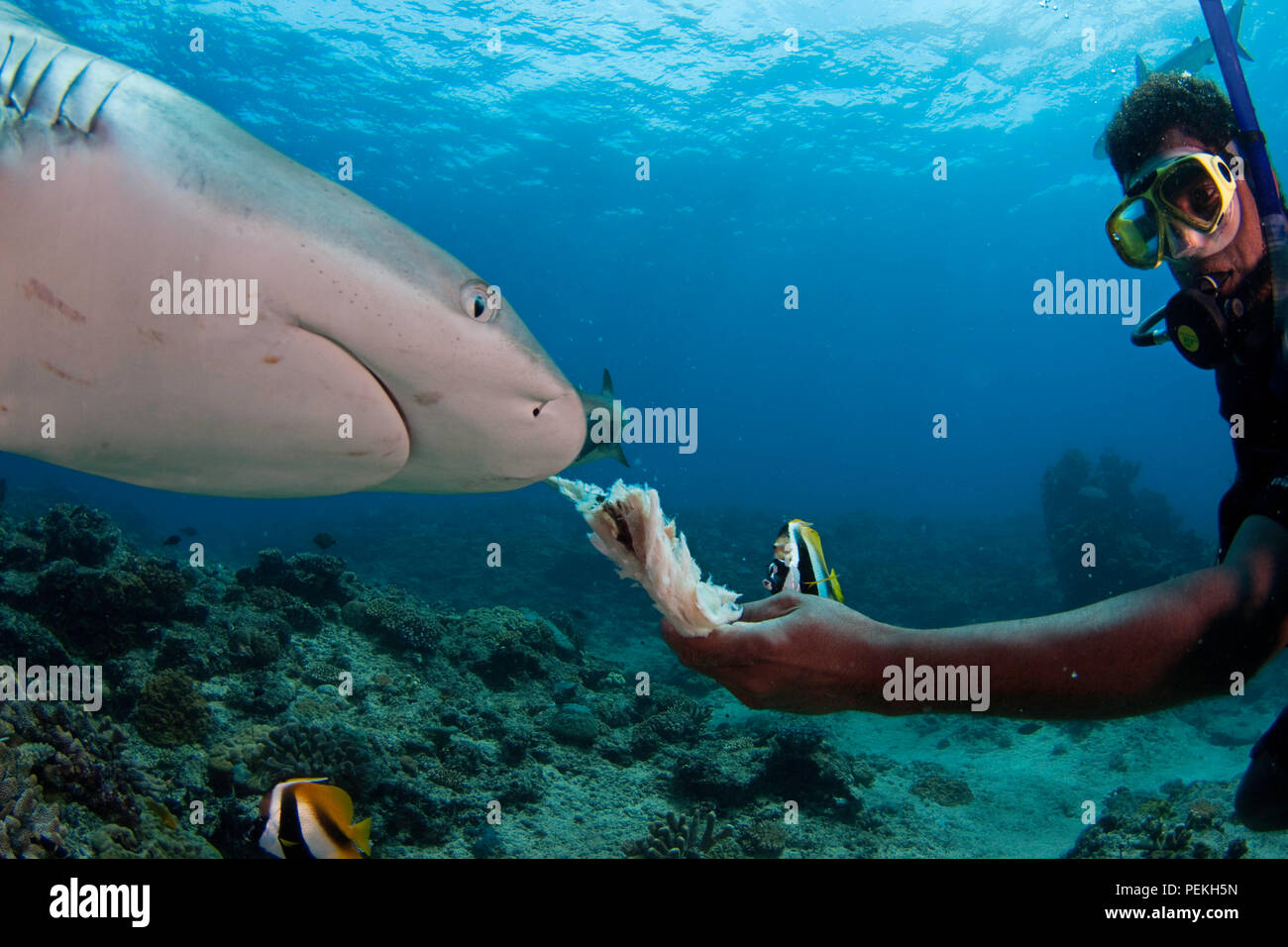 A Fijian dive guide feeds a grey reef shark, Carcharhinus amblyrhynchos ...