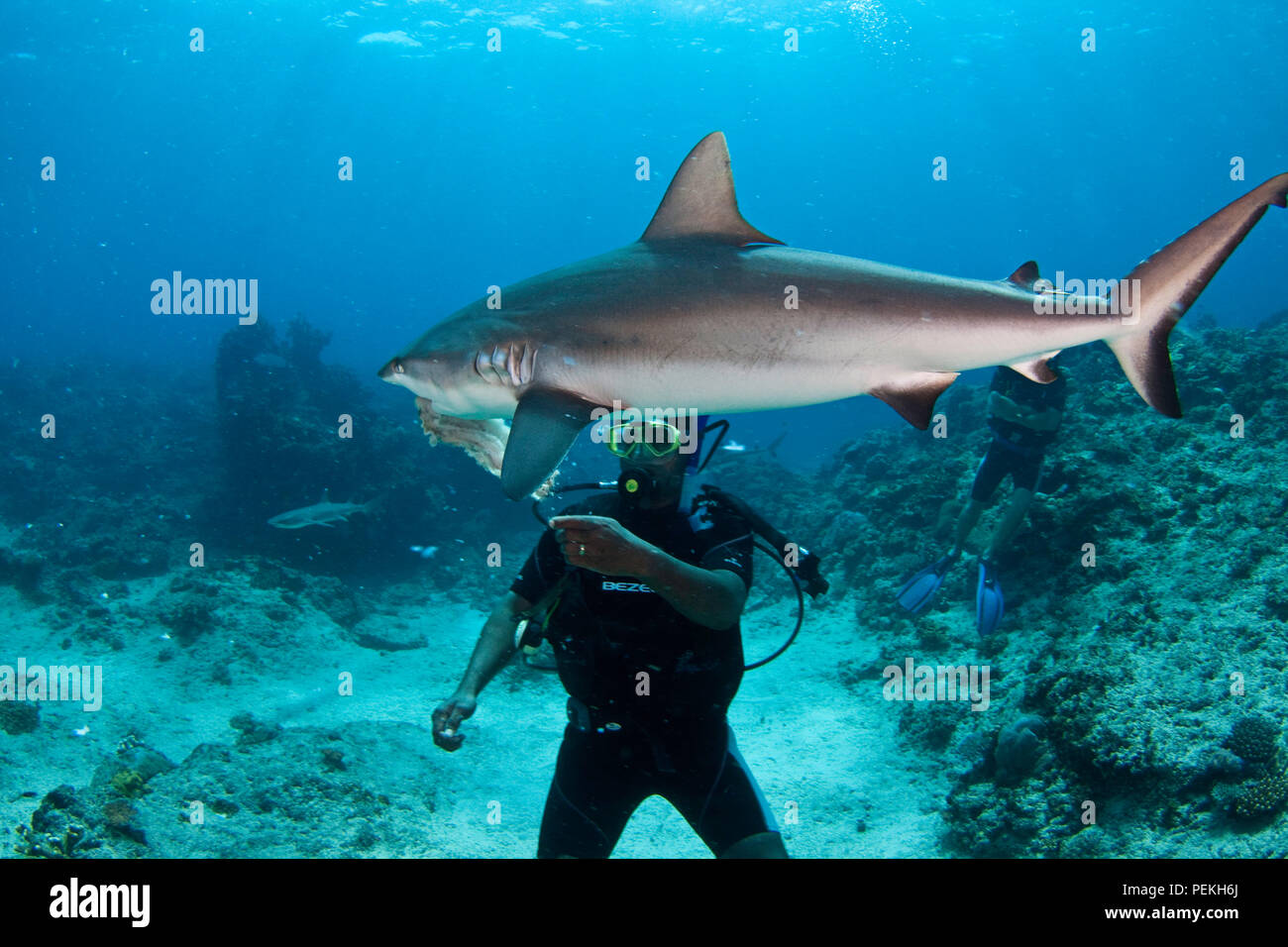 Fiji castaway island fish hi-res stock photography and images - Alamy