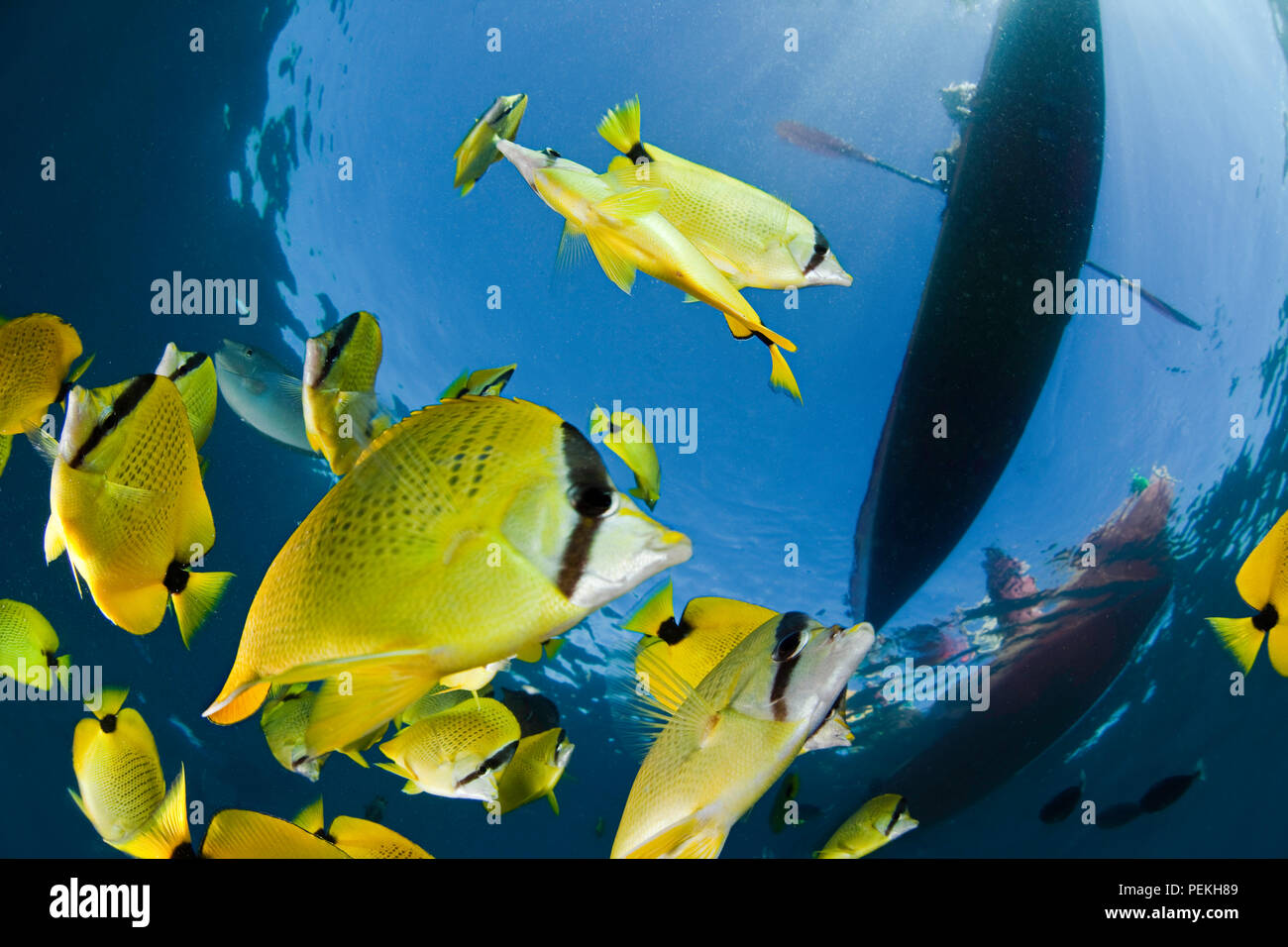 Schooling milletseed butterflyfish, Chaetodon miliaris, endemic, below ...