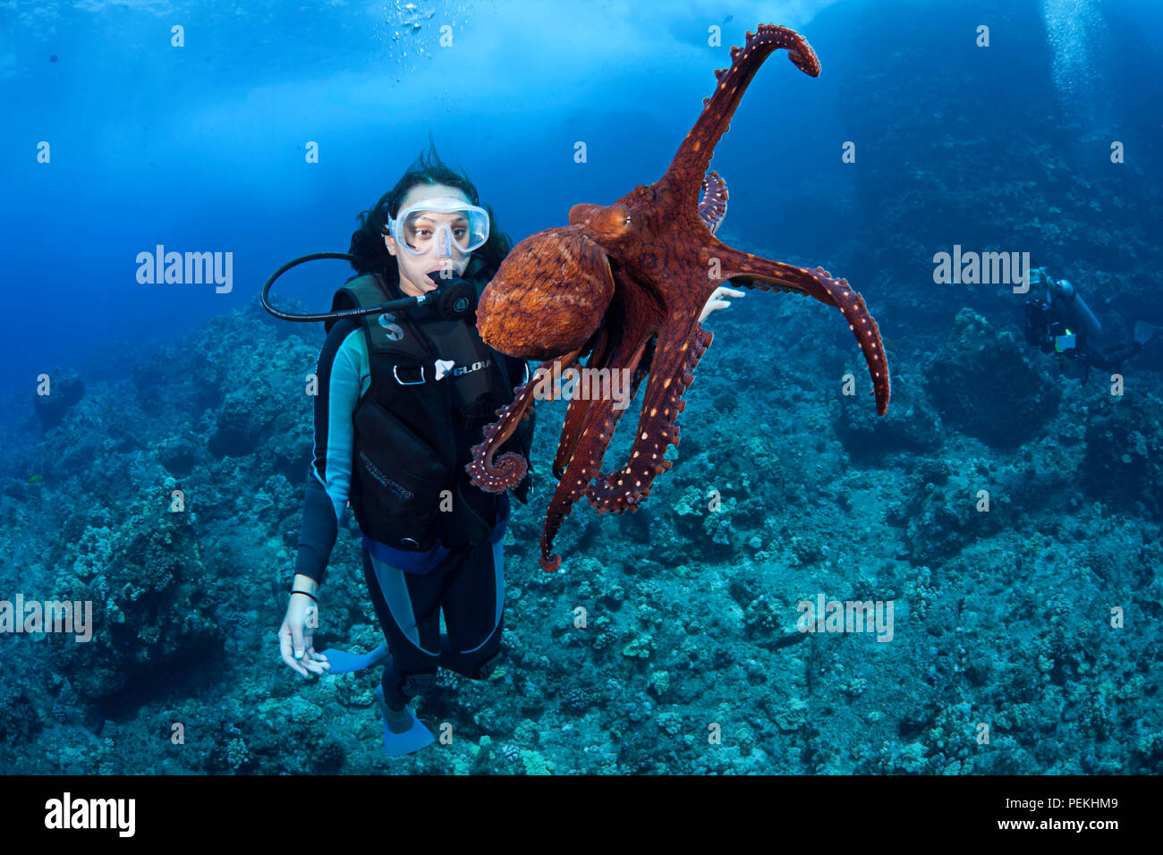 Cautious and curious at the same time, this day octopus, Octopus cyanea ...