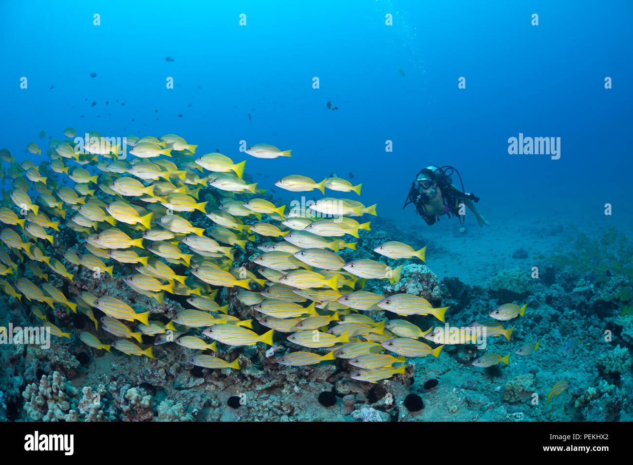 Schooling bluestripe snapper, Lutjanus kasmira, and a diver (MR) off ...