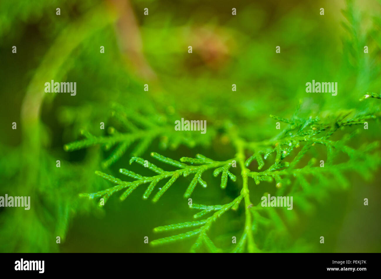 Incense cedar tree Calocedrus decurrens branch close up. Thuja cones ...