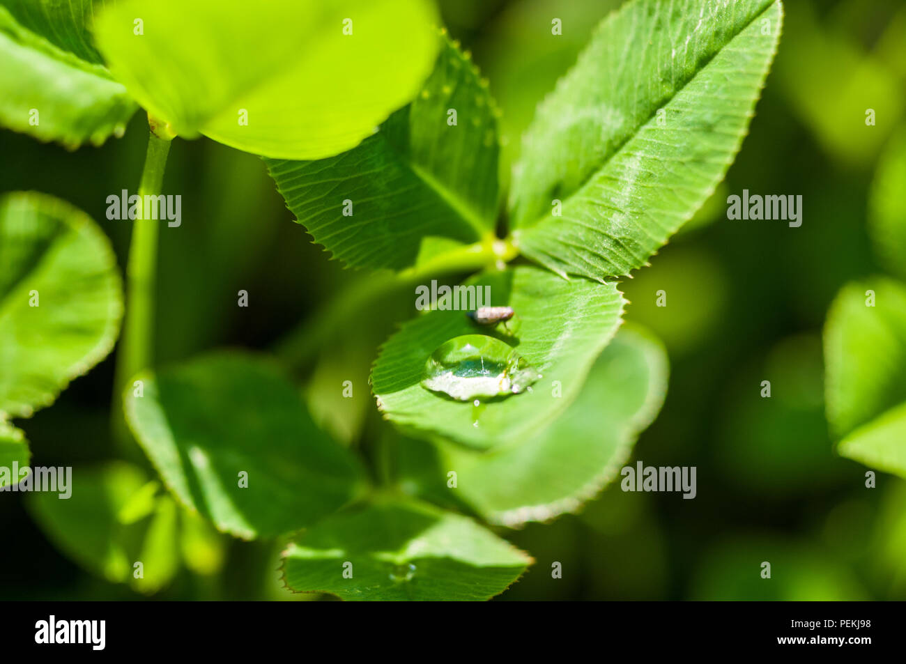 Bug drinking from a drop of water on the green grass after the rain ...