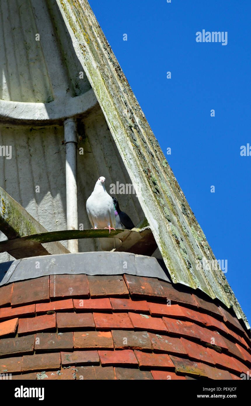 White domestic dove in the cowl of an oast house roof. Loose Village ...
